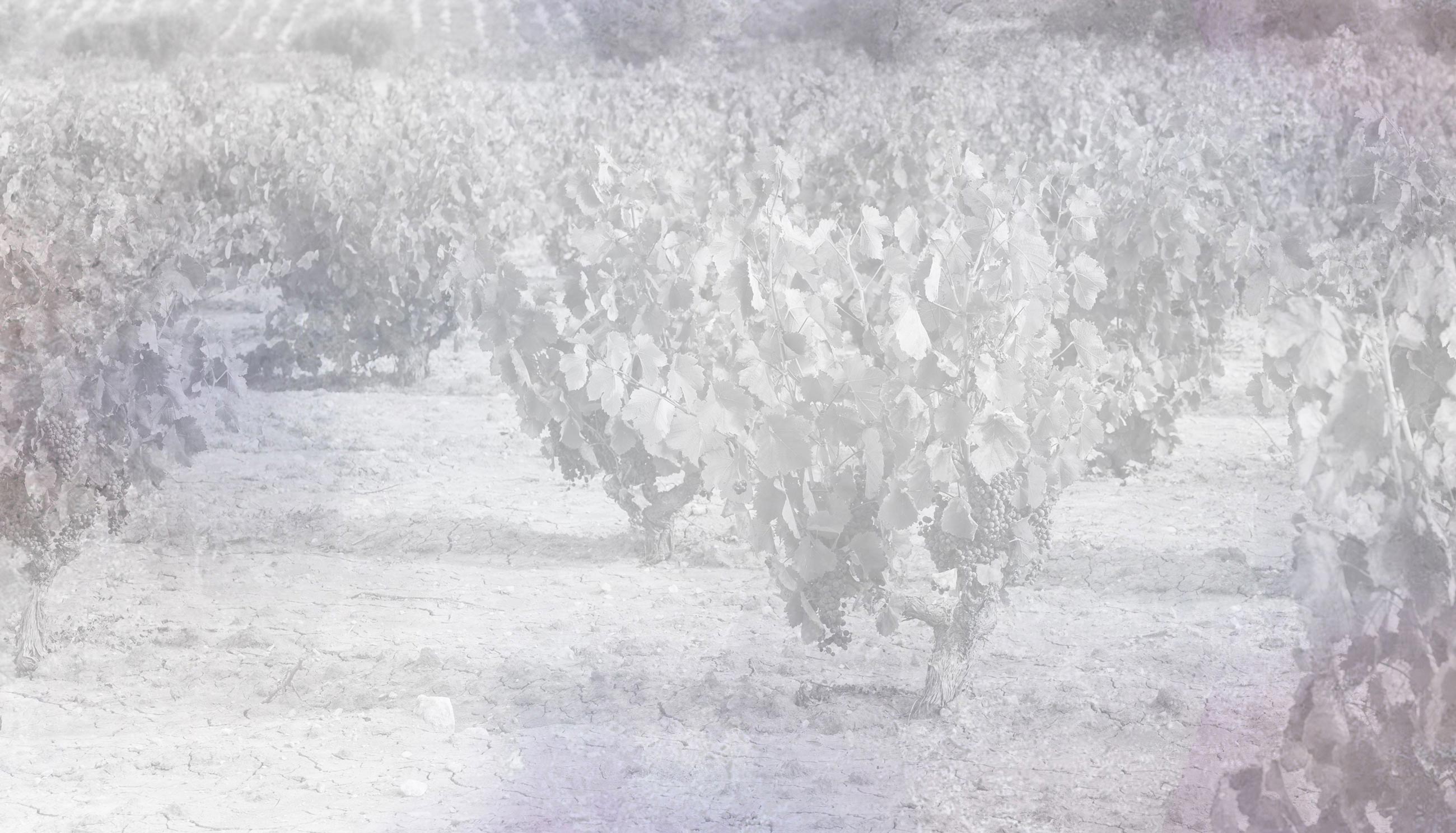 Allegranza Wines | bkg-texture-parallax-old vine